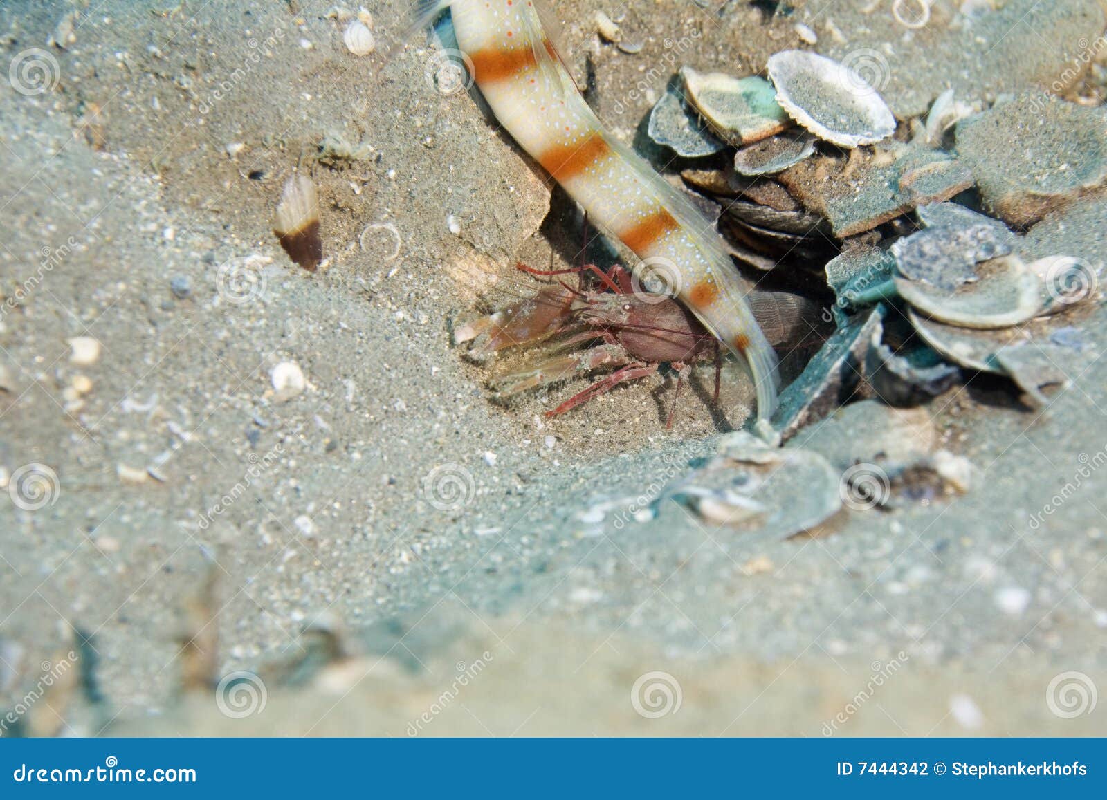 Red-striped goby shrimp stock photo. Image of underwater - 7444342