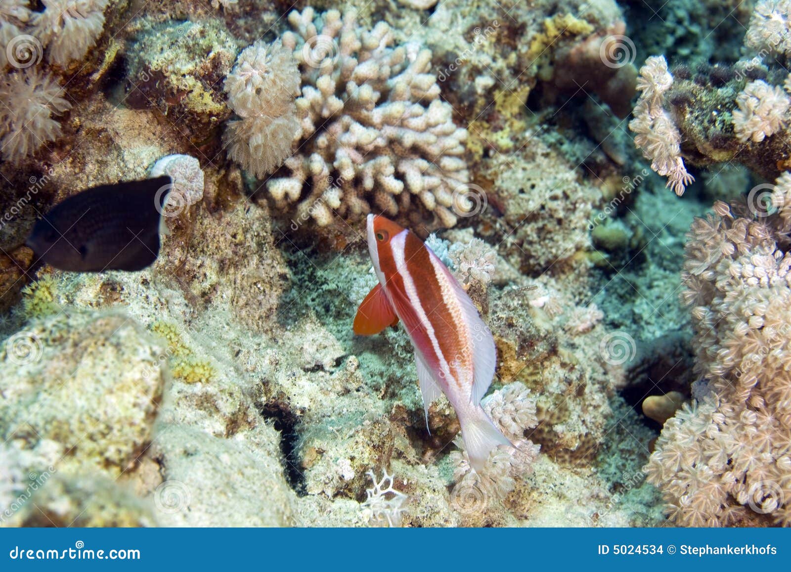 Red-striped Hogfish (bodianus Opercularis) Stock Photo - Image of ...