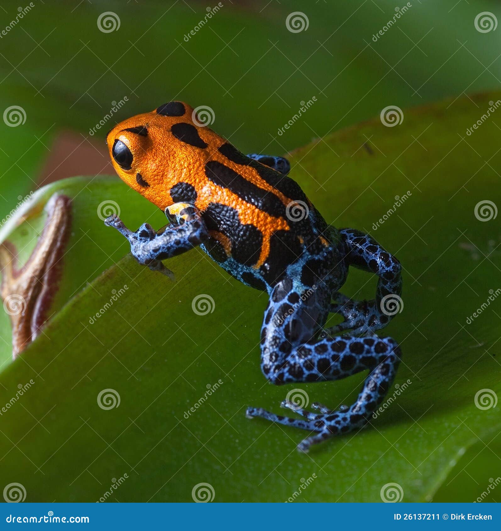 Red Striped Poison Dart Frog Blue Legs Stock Image - Image of dots ...