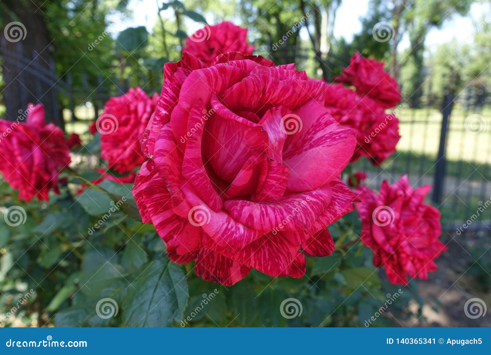 Red Striped Rose Cultivar in Bloom Stock Image - Image of flowerbed ...