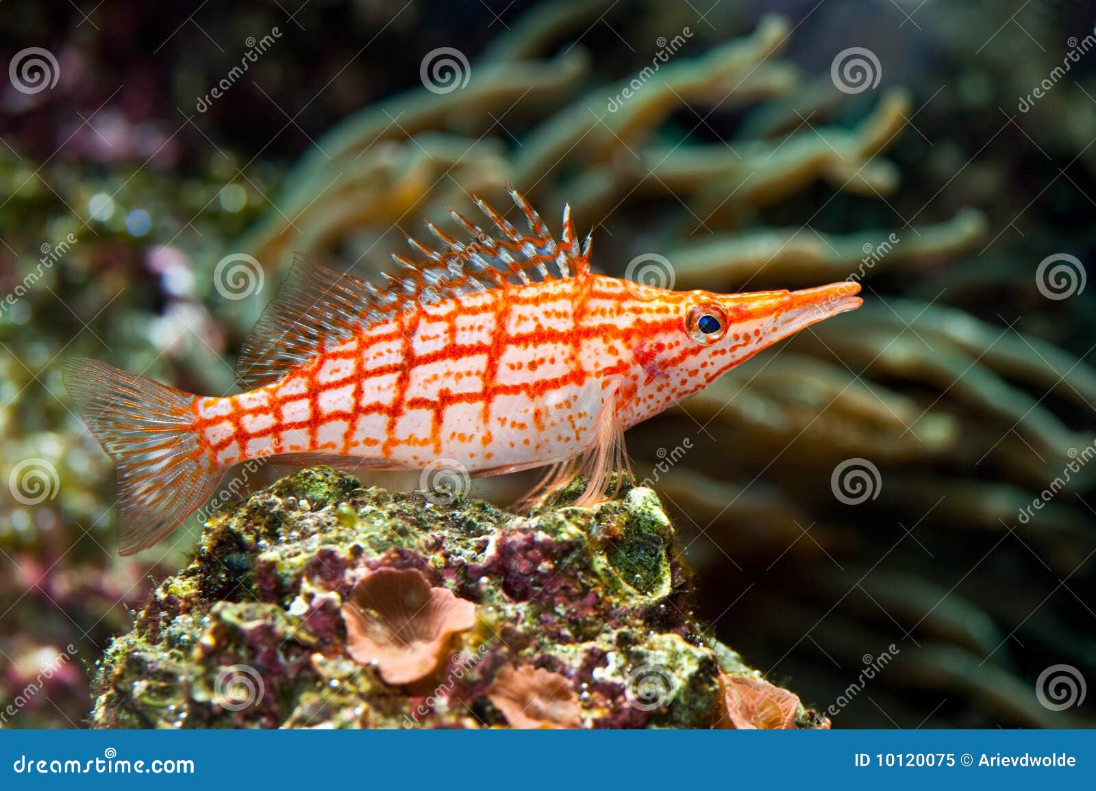 A red stripped fish stock image. Image of deep, anemone - 10120075