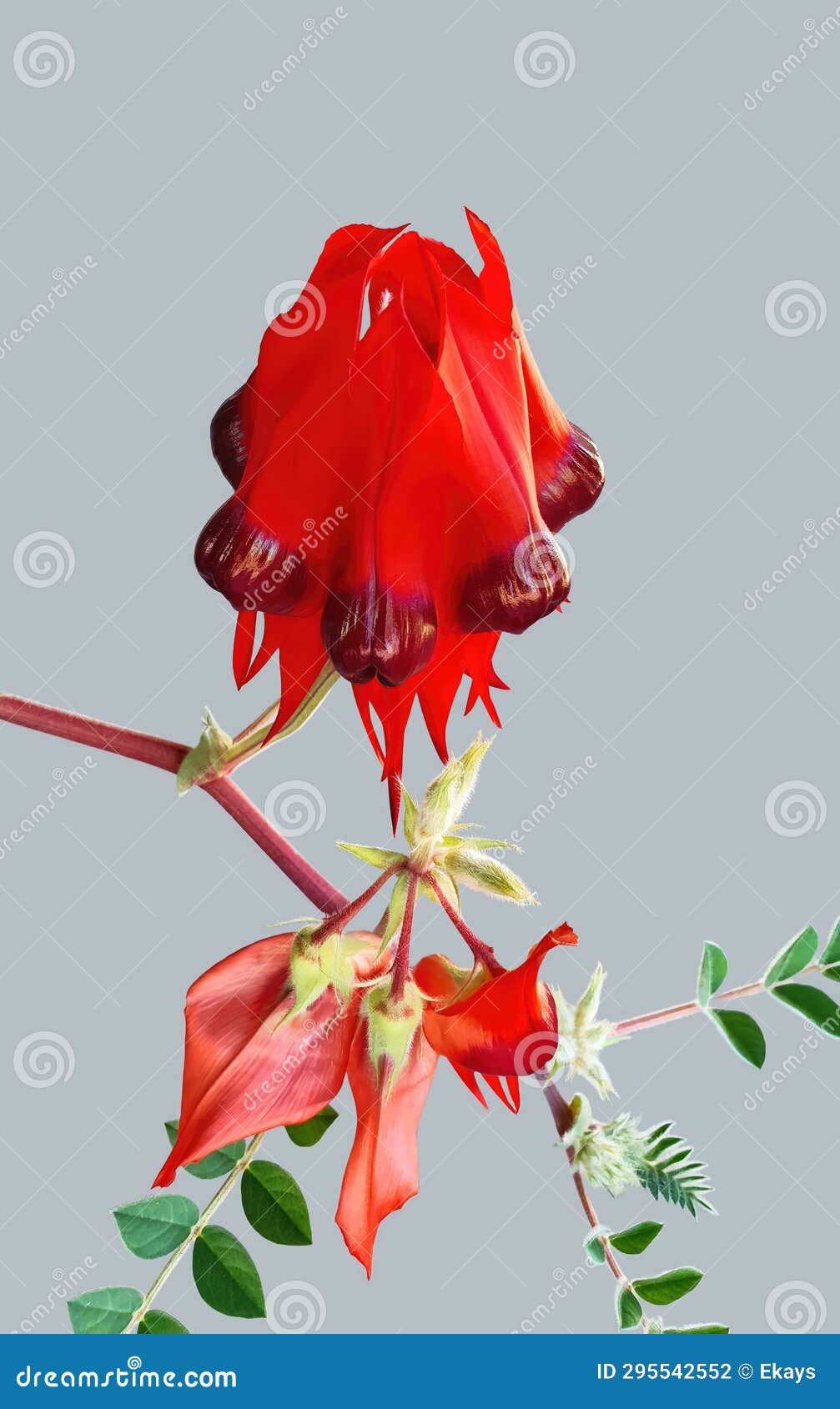 Red Stuart Pea Flower on Grey Background Stock Photo - Image of spring ...