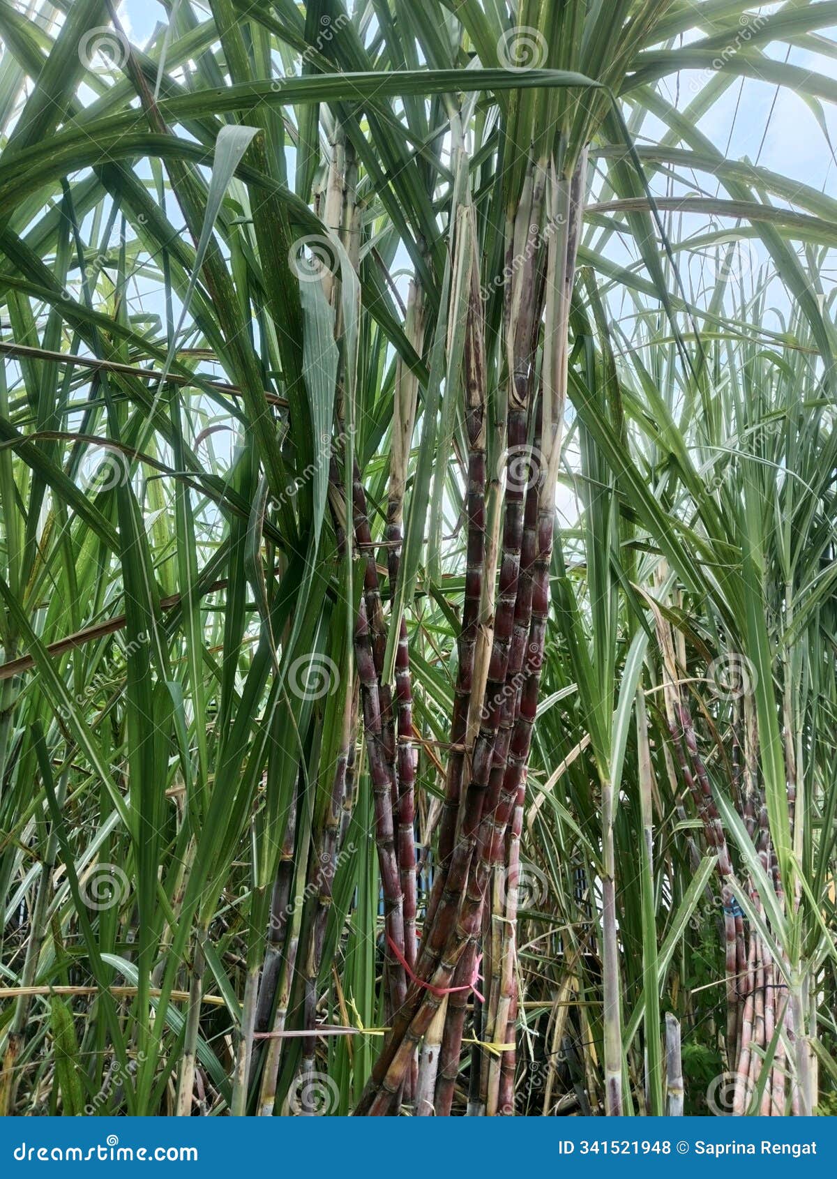 Red Sugar Cane Contains Anti-oxidant Compounds Stock Photo - Image of ...