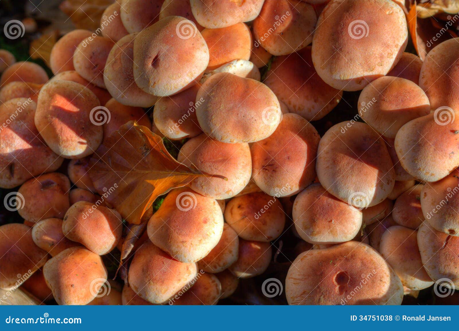 Red Sulfur Head on the Veluwe Stock Photo - Image of plant, sulfur ...