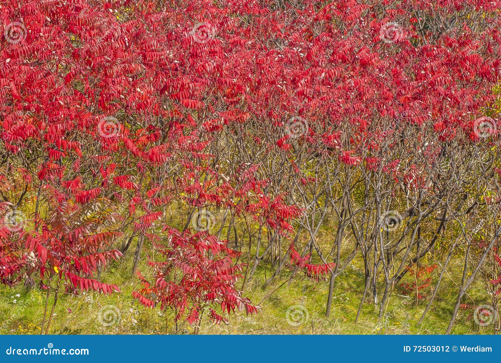 Red Sumac bushes. stock photo. Image of beauty, scarlet - 72503012