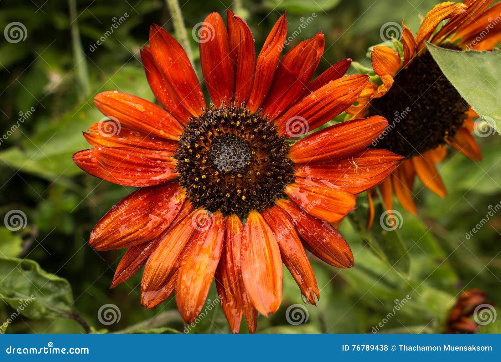Red Sun Flower stock photo. Image of happiness, outdoors - 76789438