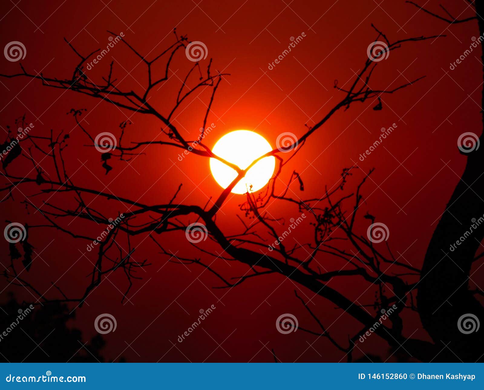 Evening sunset stock photo. Image of evening, tree, edited - 146152860