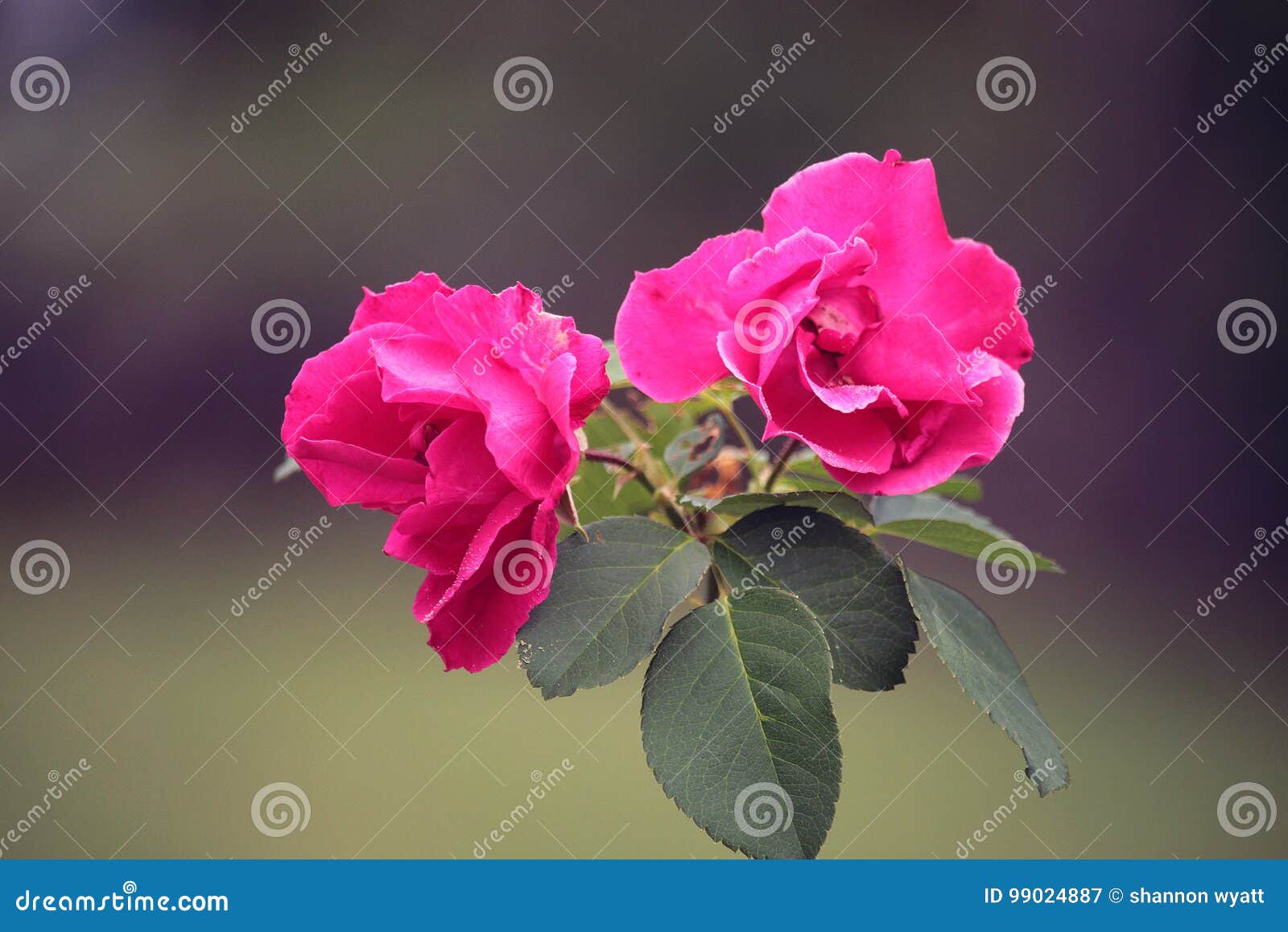 Floating Roses stock image. Image of roses, flowers, floating - 99024887