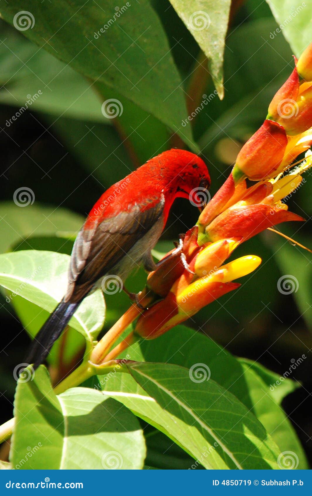 Red sunbird with flower stock image. Image of pbsubhash - 4850719