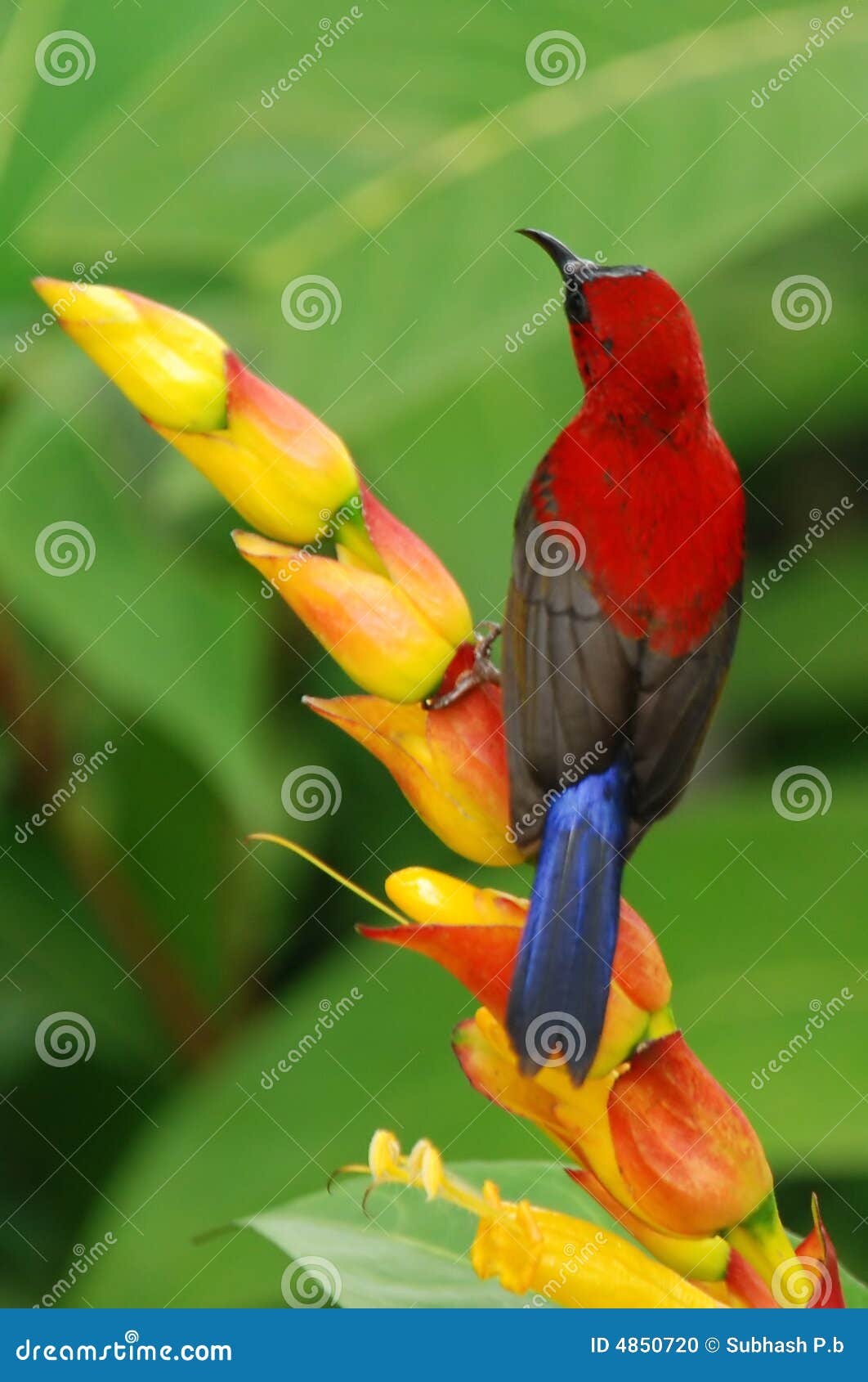 Red sunbird with flower stock photo. Image of blue, animals - 4850720