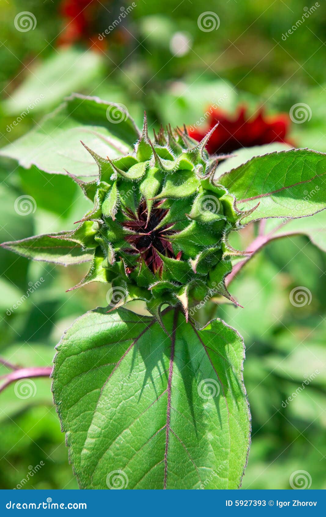 Red sunflower stock image. Image of stem, colors, flower - 5927393