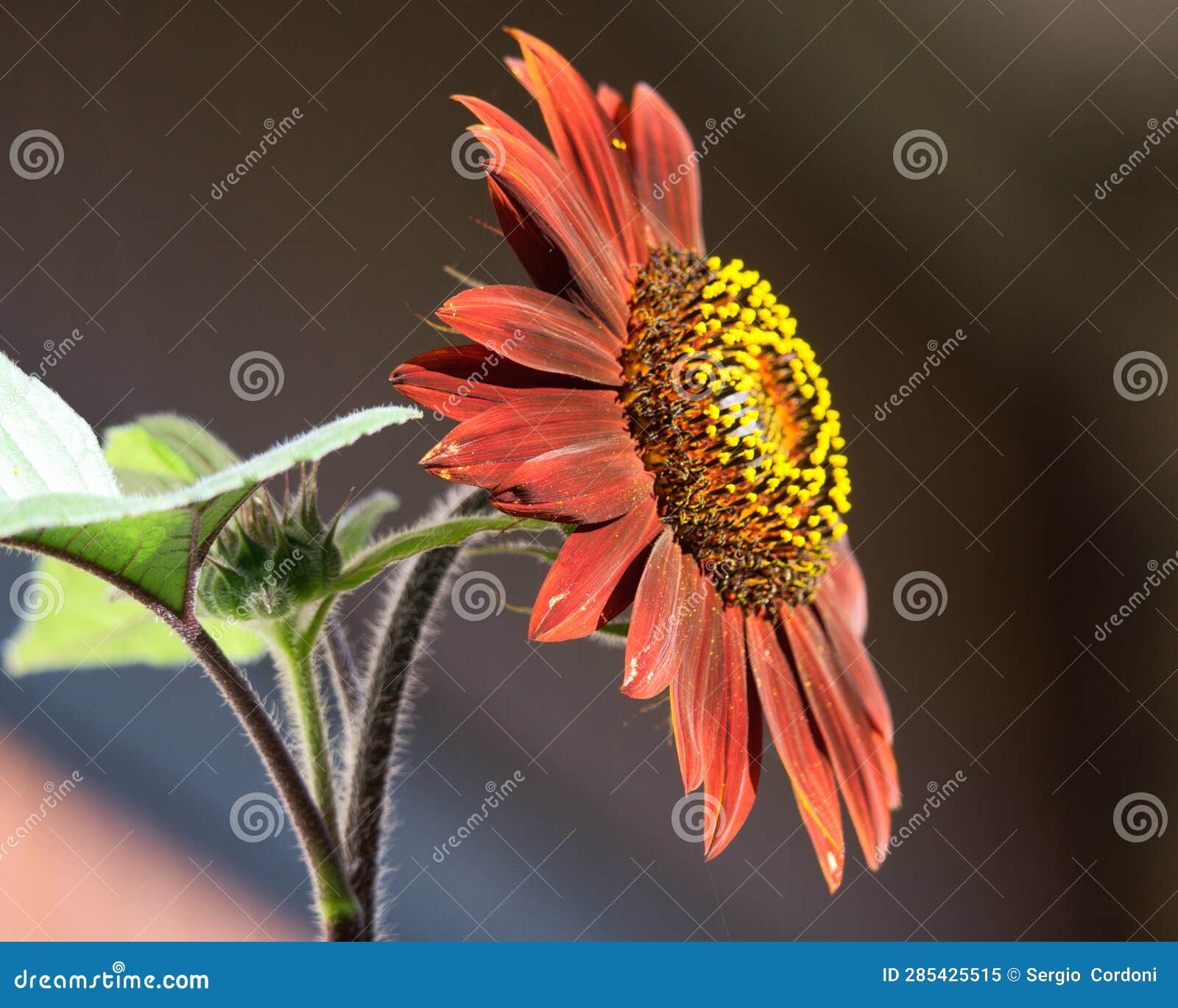 Red sunflower stock image. Image of coloursflowers, sunflower - 285425515