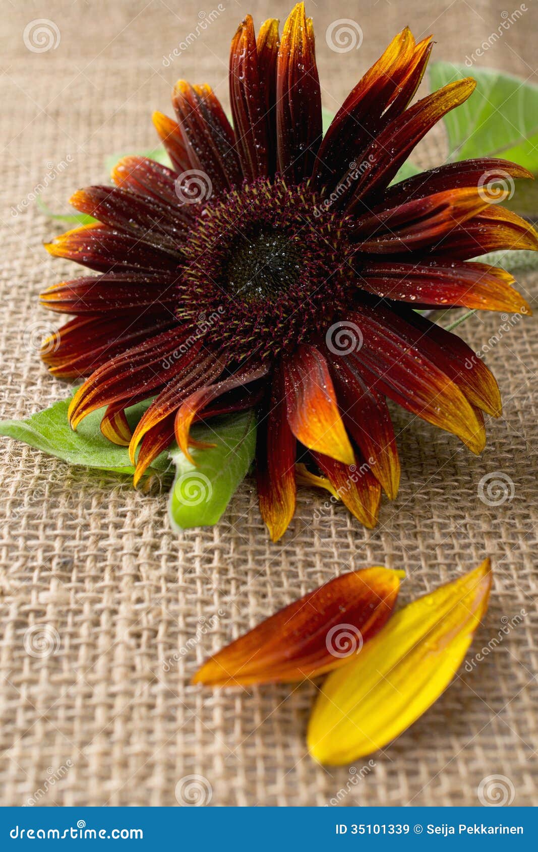 Red sunflower stock image. Image of flora, single, sunflower - 35101339
