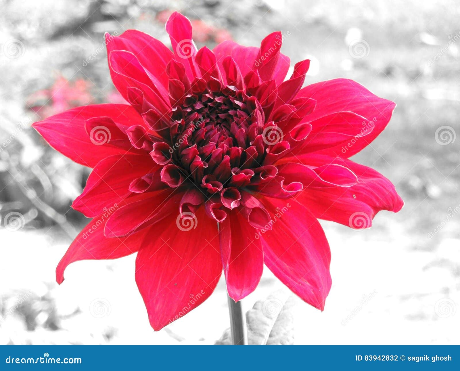 RED DALIA FLOWER stock photo. Image of winter, dalia - 83942832