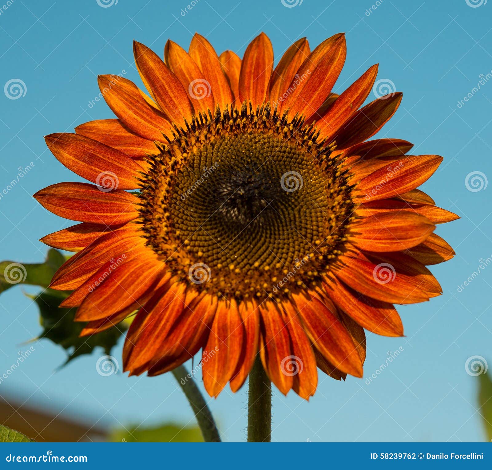 Red sunflower stock photo. Image of nature, country, flora - 58239762