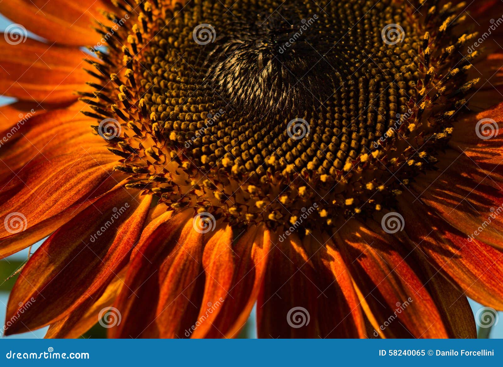 Red sunflower stock image. Image of gardening, petal - 58240065