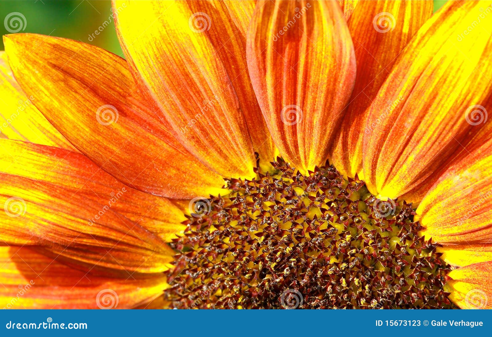 Red Sunflower Macro stock image. Image of close, botany - 15673123