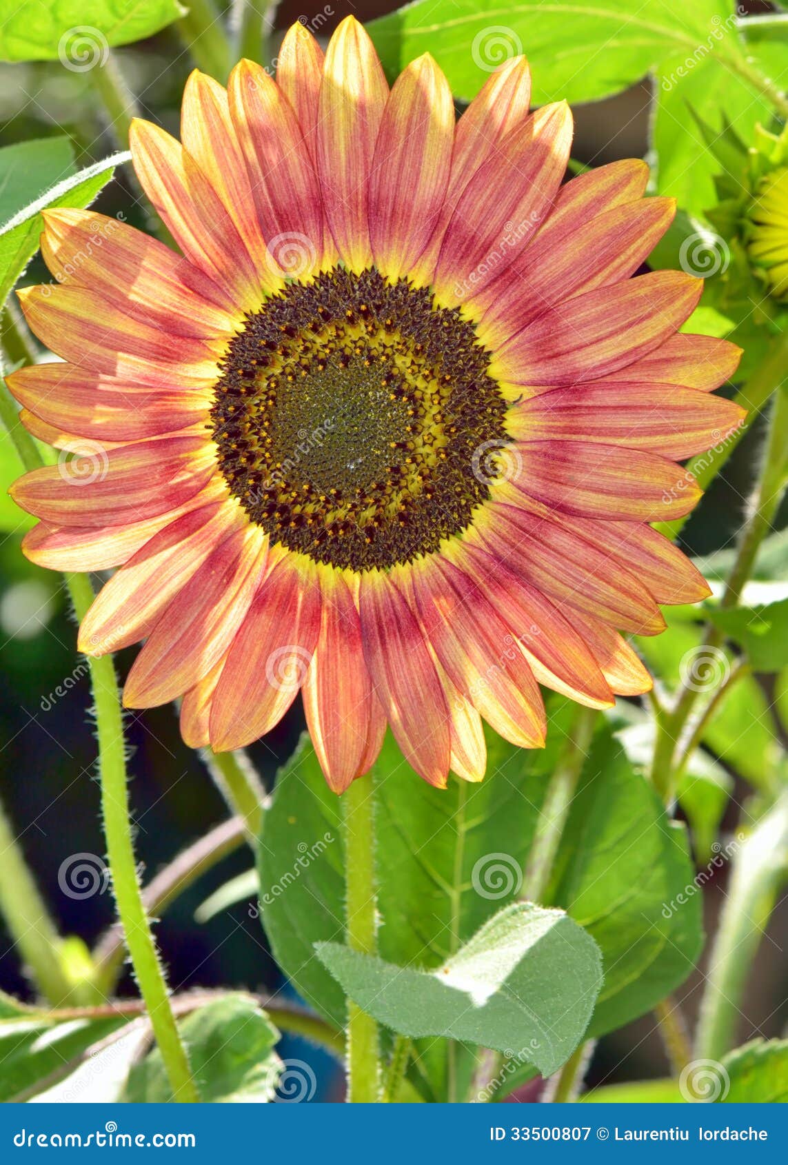 Red sunflower stock image. Image of flora, floral, isolation - 33500807