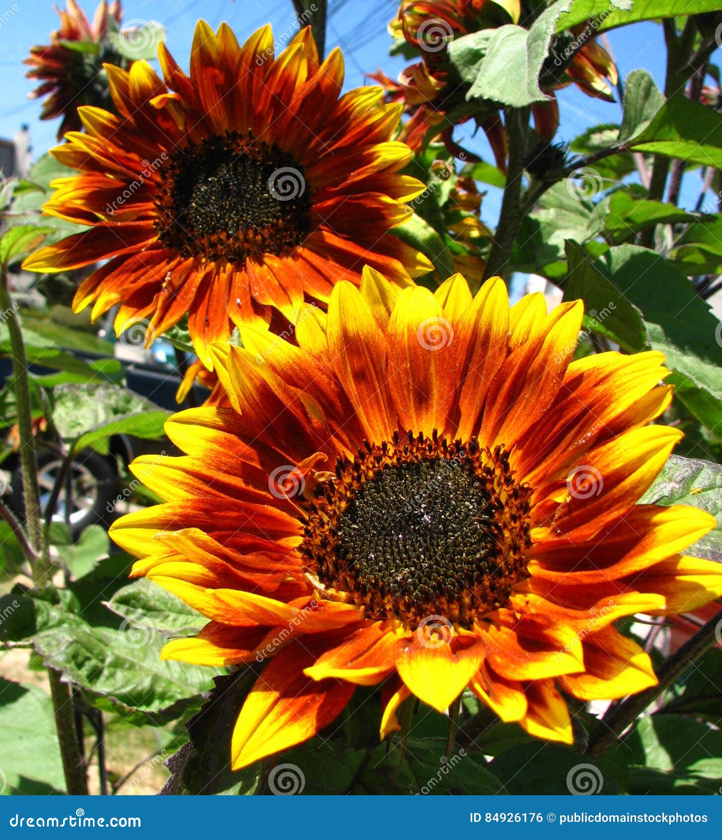 Red Sunflowers 1 Picture. Image: 84926176