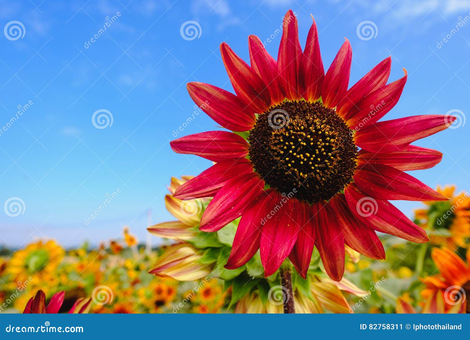Red Sunflowers Field with Blue Sky. Stock Image - Image of focus, flare ...