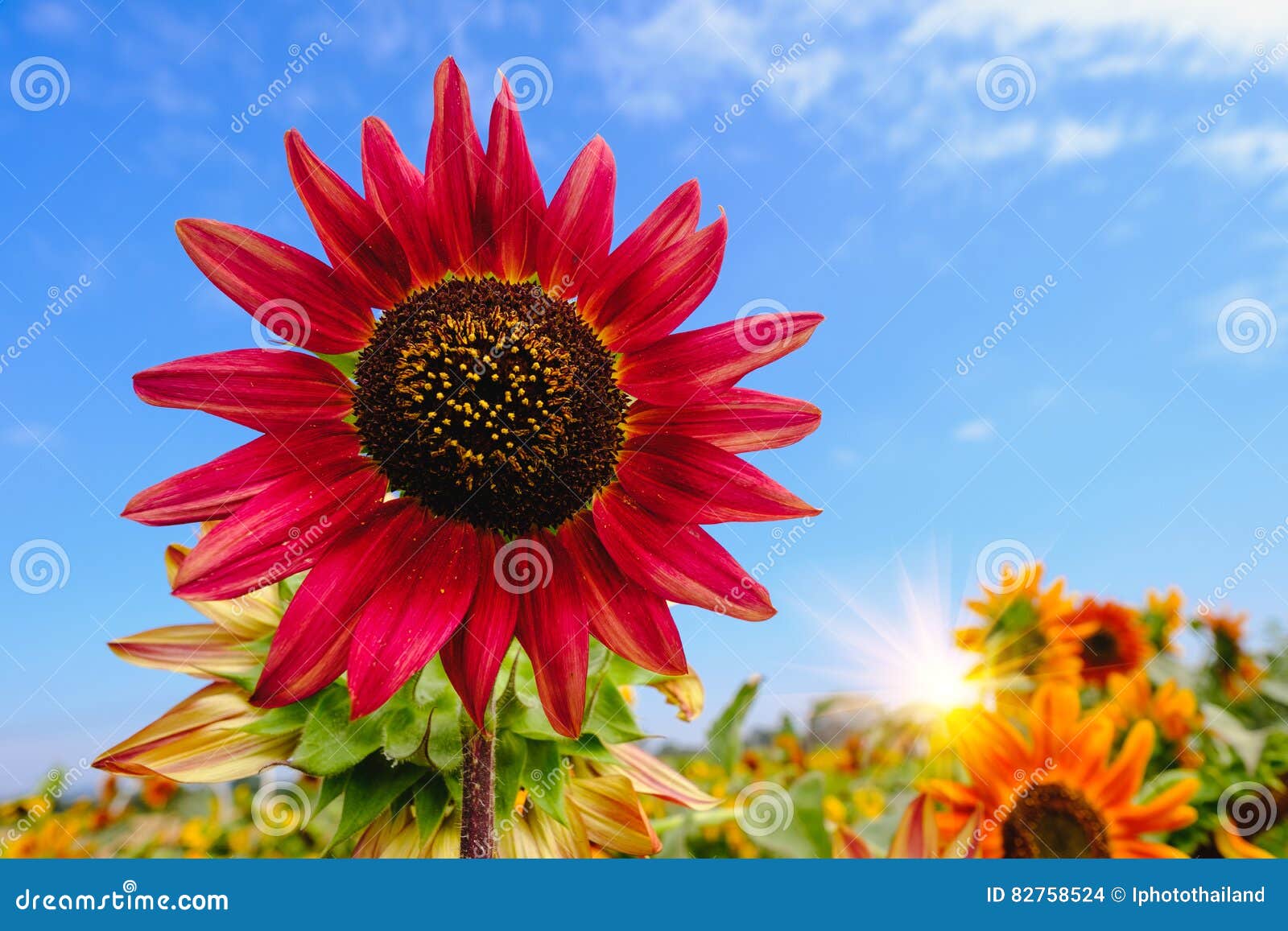 Red Sunflowers Field with Blue Sky. Stock Photo - Image of beauty ...