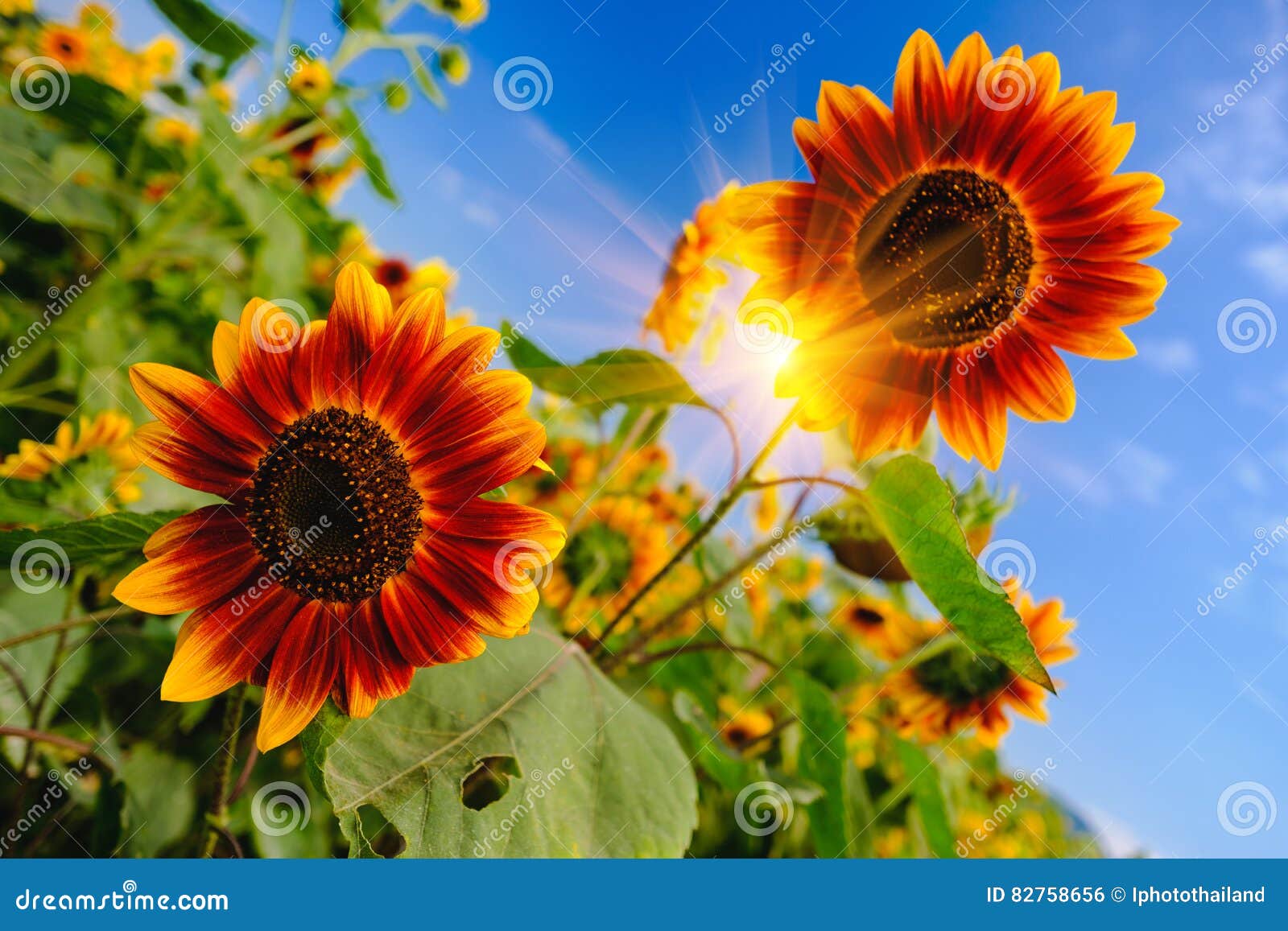 Red Sunflowers Field with Blue Sky. Stock Photo - Image of farming ...