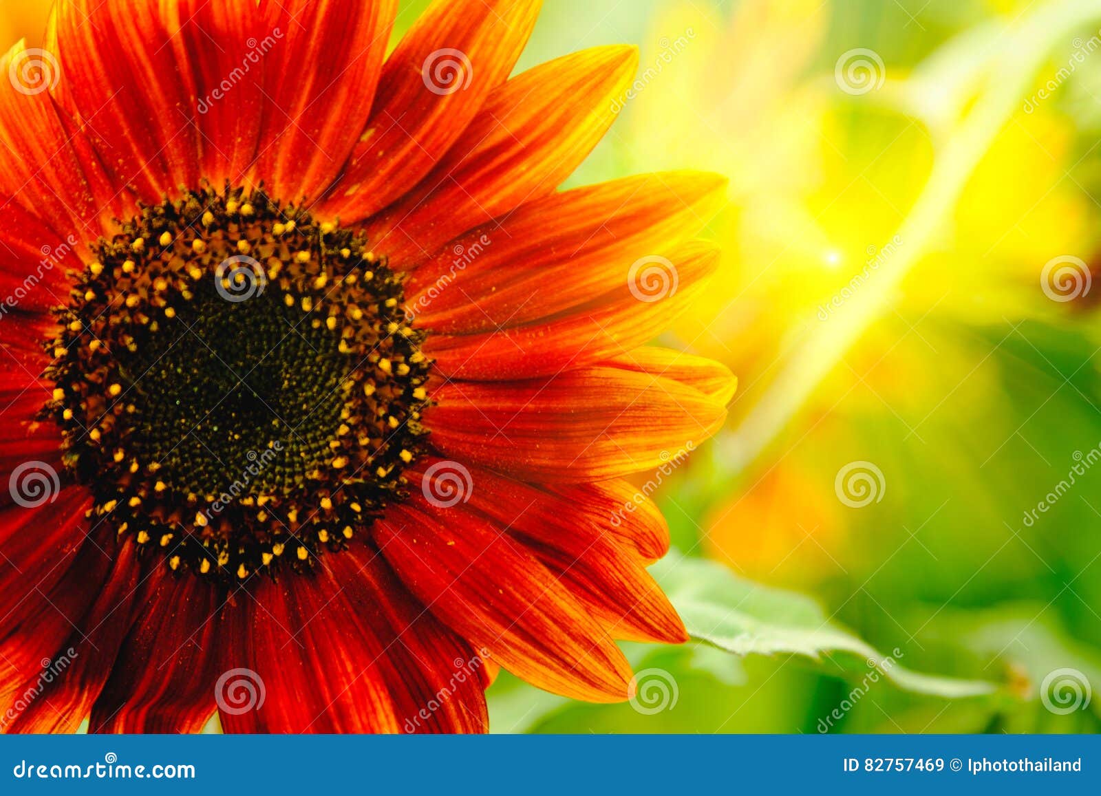 Red Sunflowers Field with Sun Rise Flare Effect. Stock Image - Image of ...