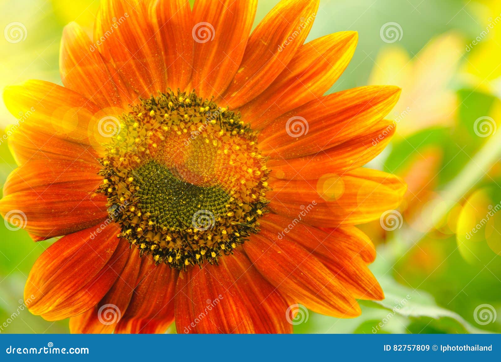 Red Sunflowers Field with Sun Rise Flare Effect. Stock Image - Image of ...