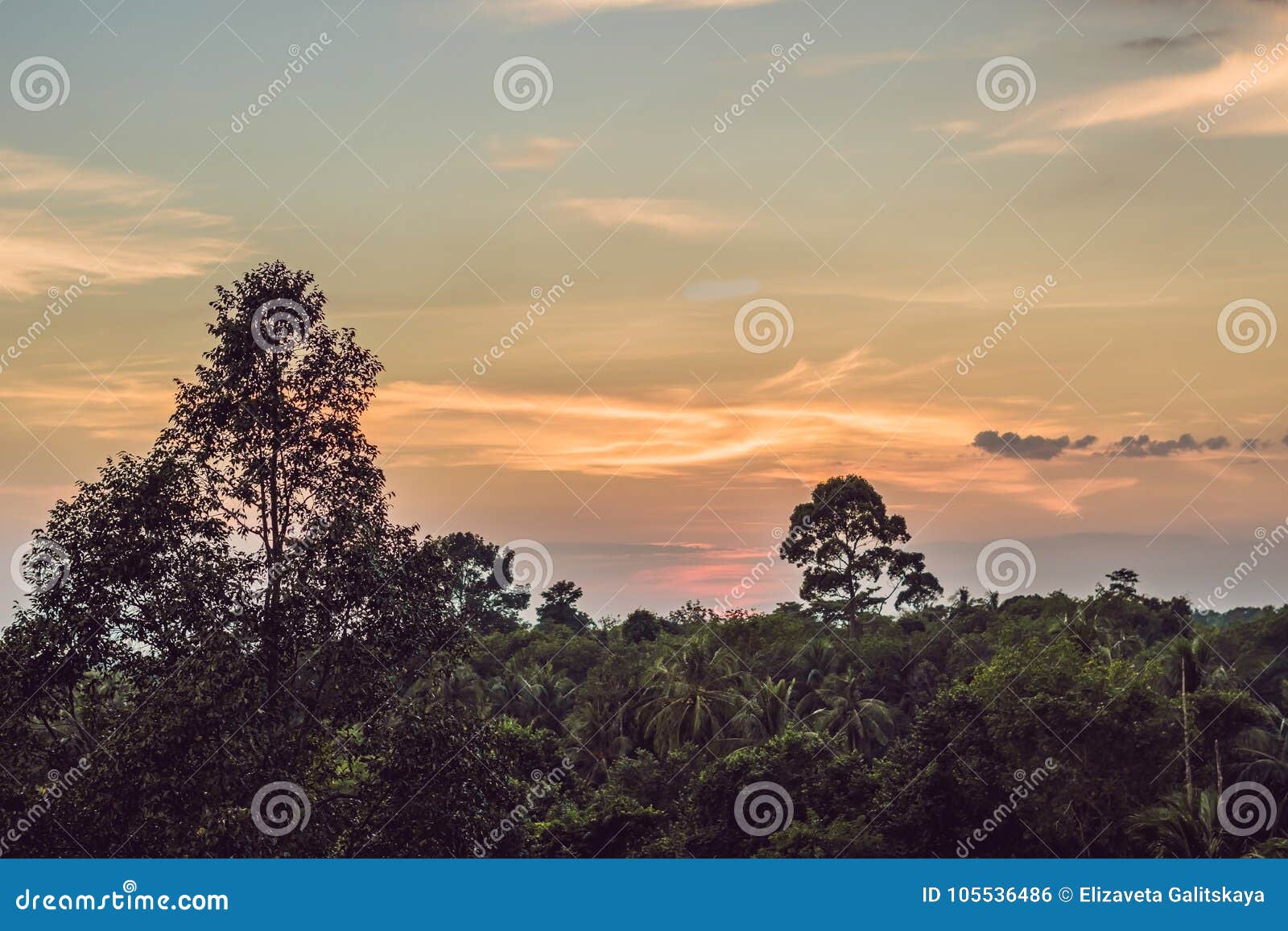 Red Sunset Over the Rain Forest Stock Photo - Image of bolivia, basin ...