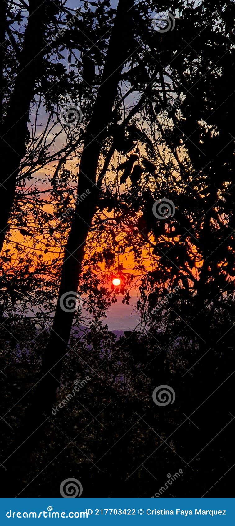 Red sunset in the tree stock photo. Image of tree, moments - 217703422
