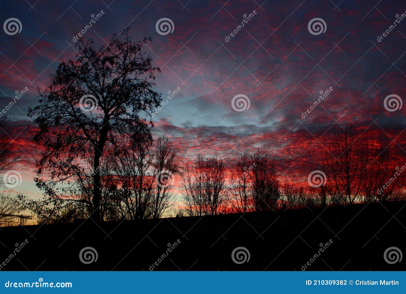 Red sunset with the trees stock photo. Image of city - 210309382