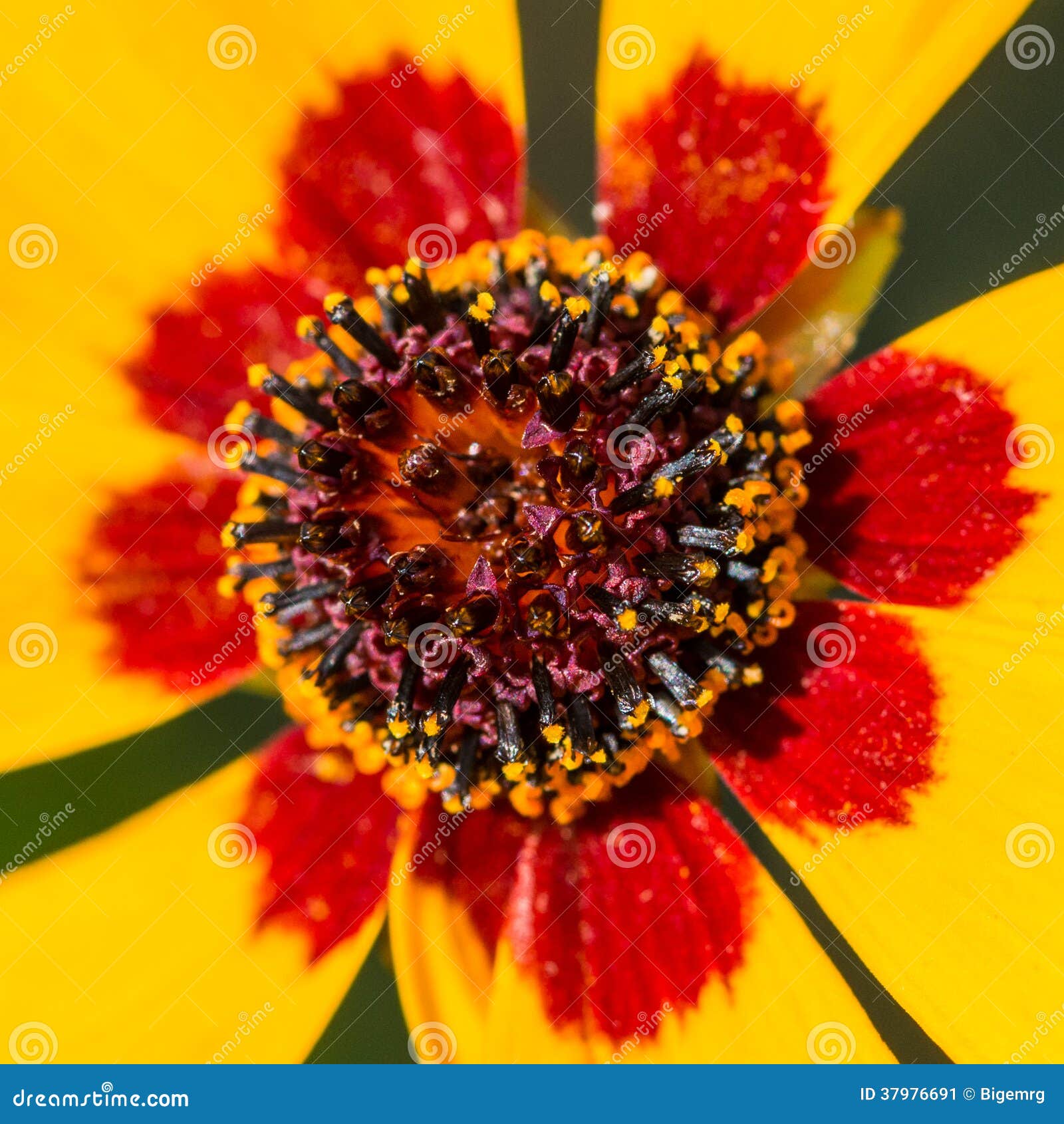Red Surround stock image. Image of macro, wildflower - 37976691
