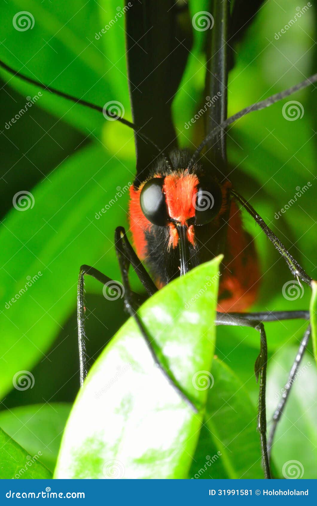 Red swallowtail butterfly stock image. Image of wing - 31991581