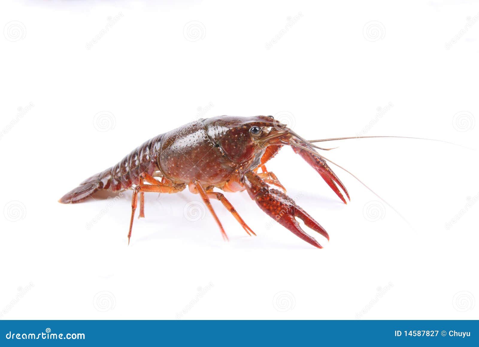 Red Swamp Crawfish Stock Photography | CartoonDealer.com #43185800