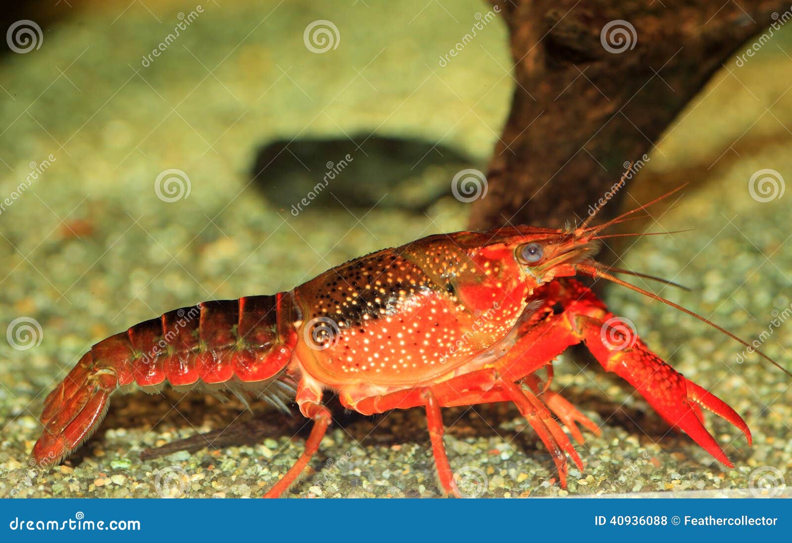 Red swamp crawfish stock photo. Image of ripple, water - 40936088