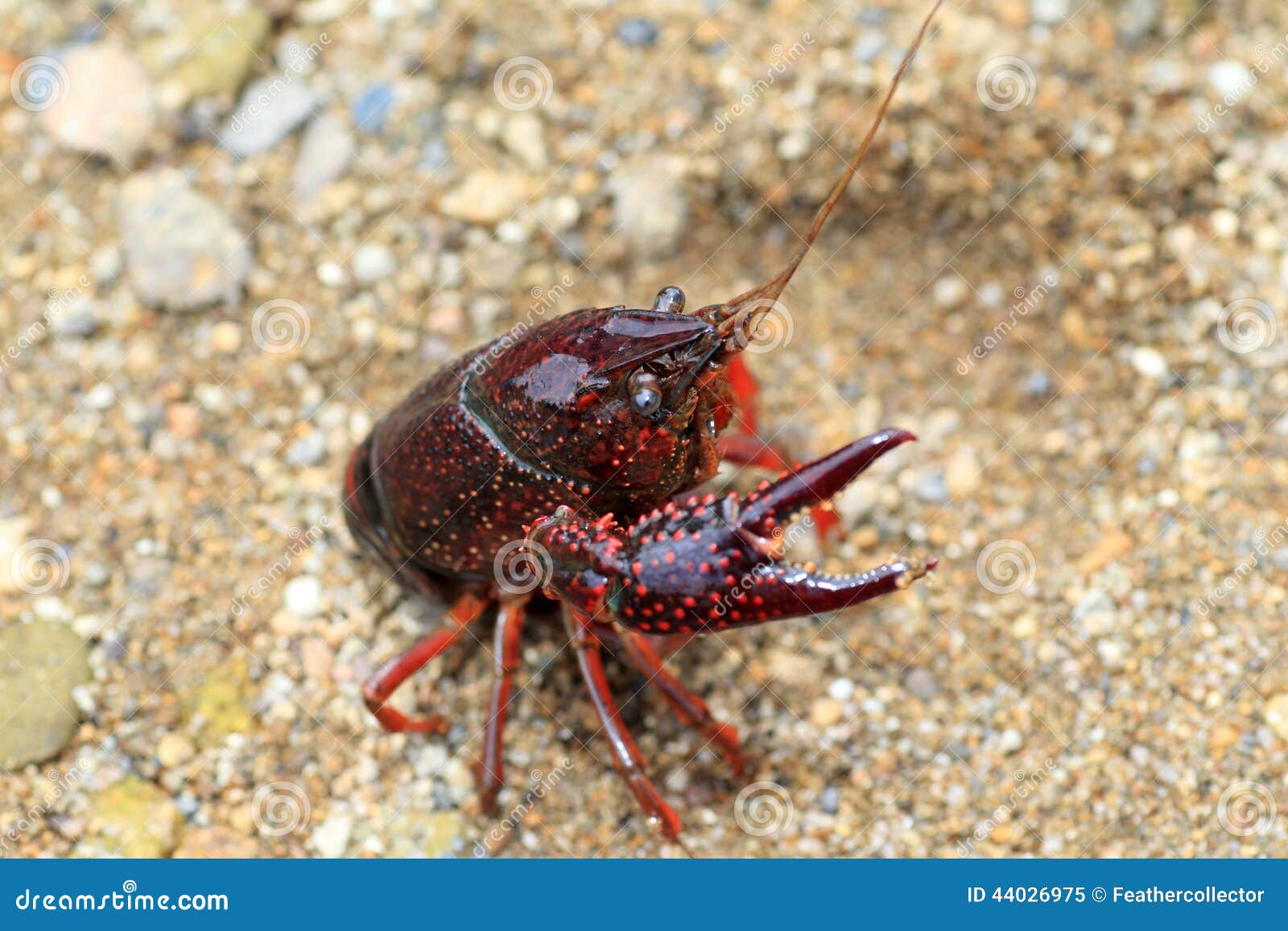 Red swamp crawfish stock image. Image of female, river - 44026975
