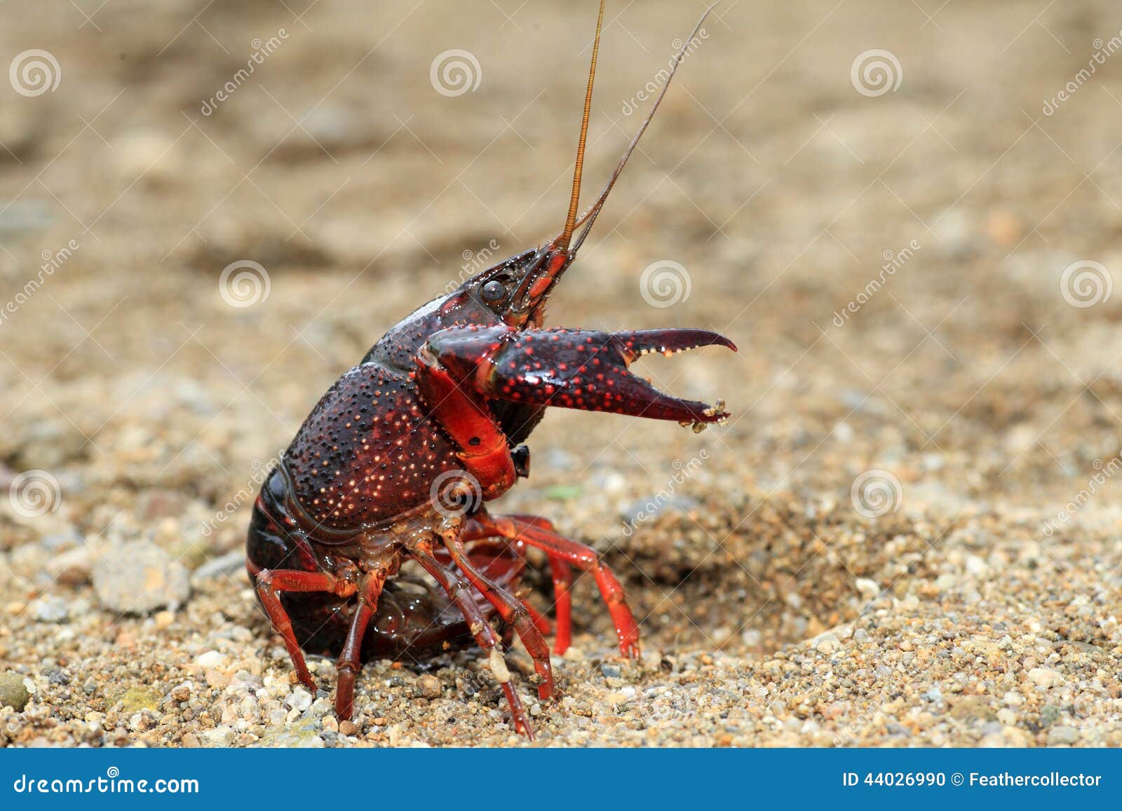 Red Swamp Crawfish Stock Photography | CartoonDealer.com #43185800