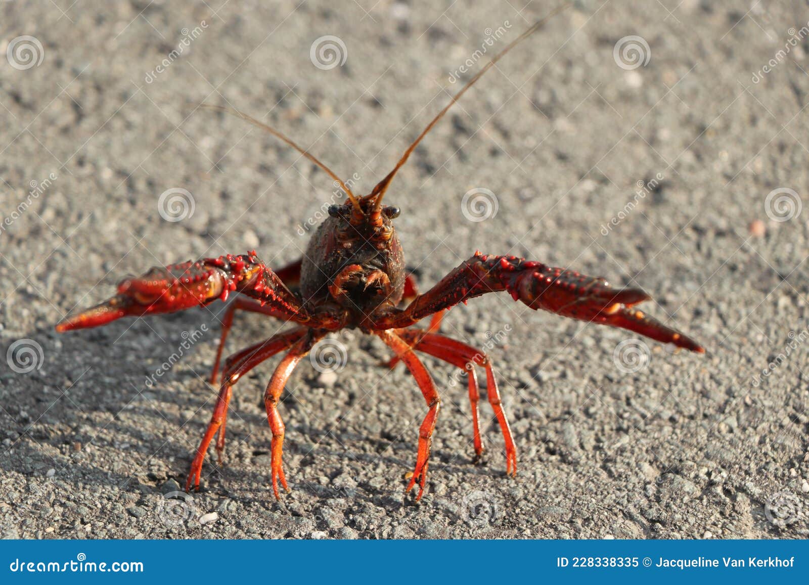 Red swamp crayfish stock image. Image of threat, crawfish - 228338335