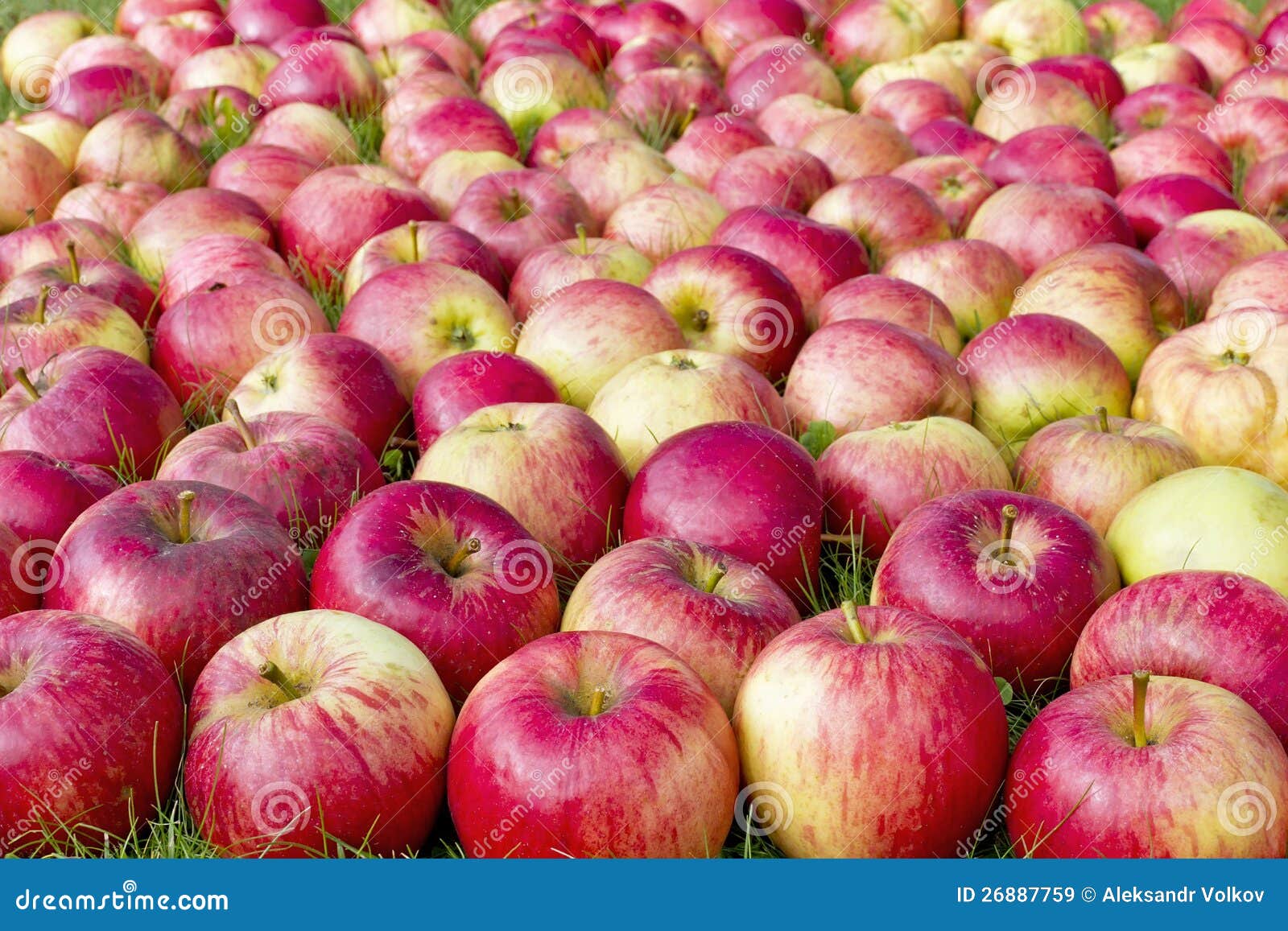 Red Sweet Apples in the Grass Stock Image - Image of garden, nature ...