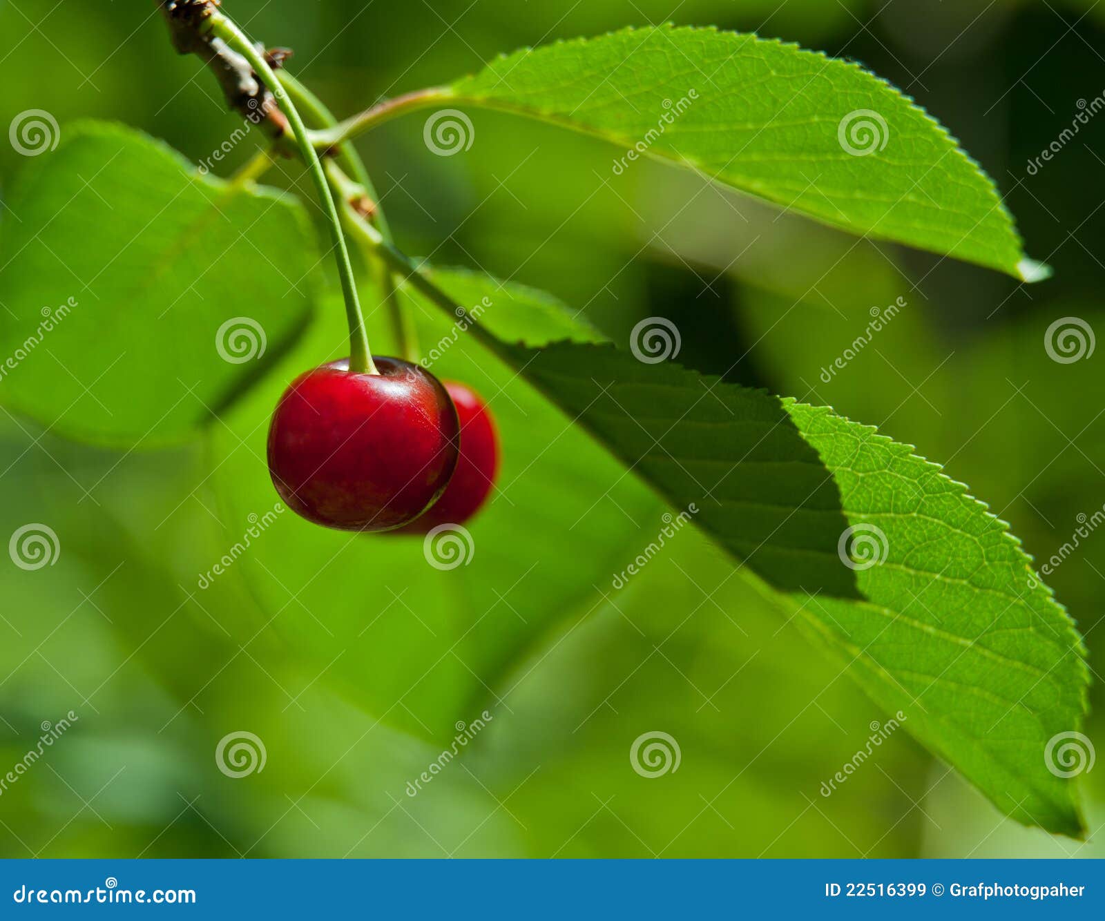 Red sweet cherry stock image. Image of healthy, delicious - 22516399