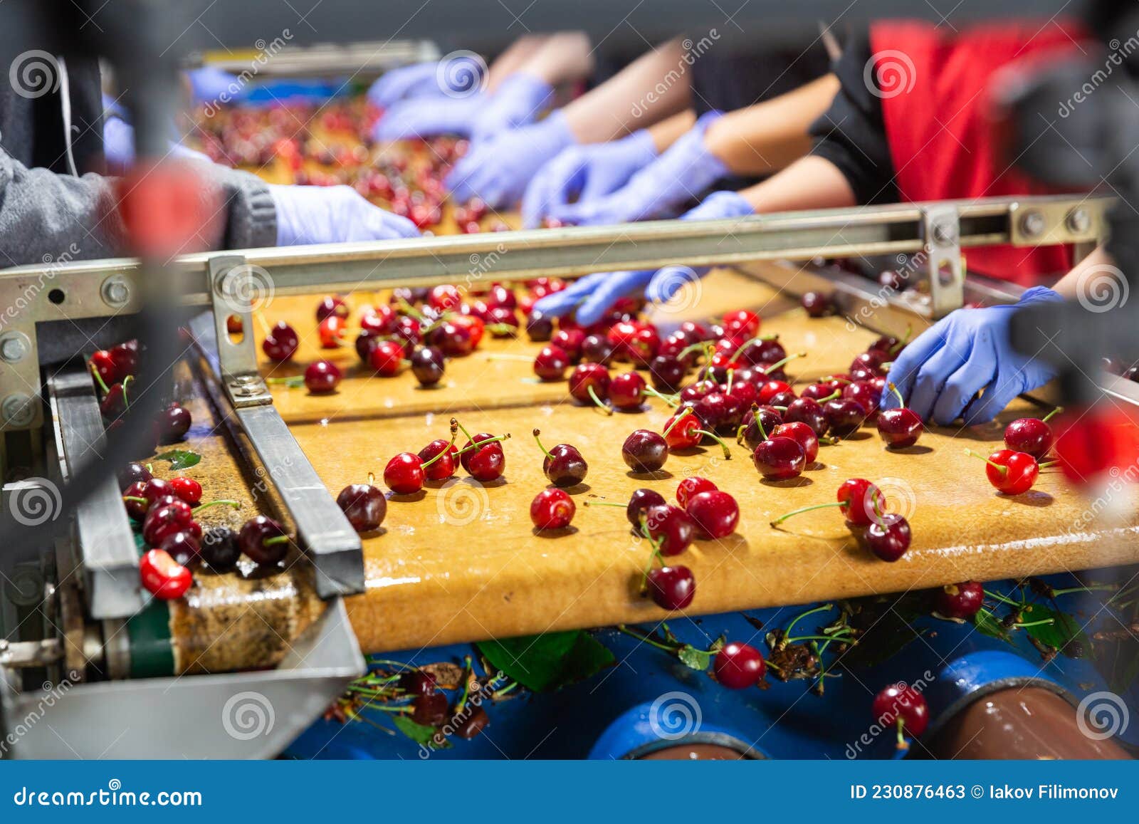Cherry Sorting and Selecting in a Warehouse Stock Image - Image of ...