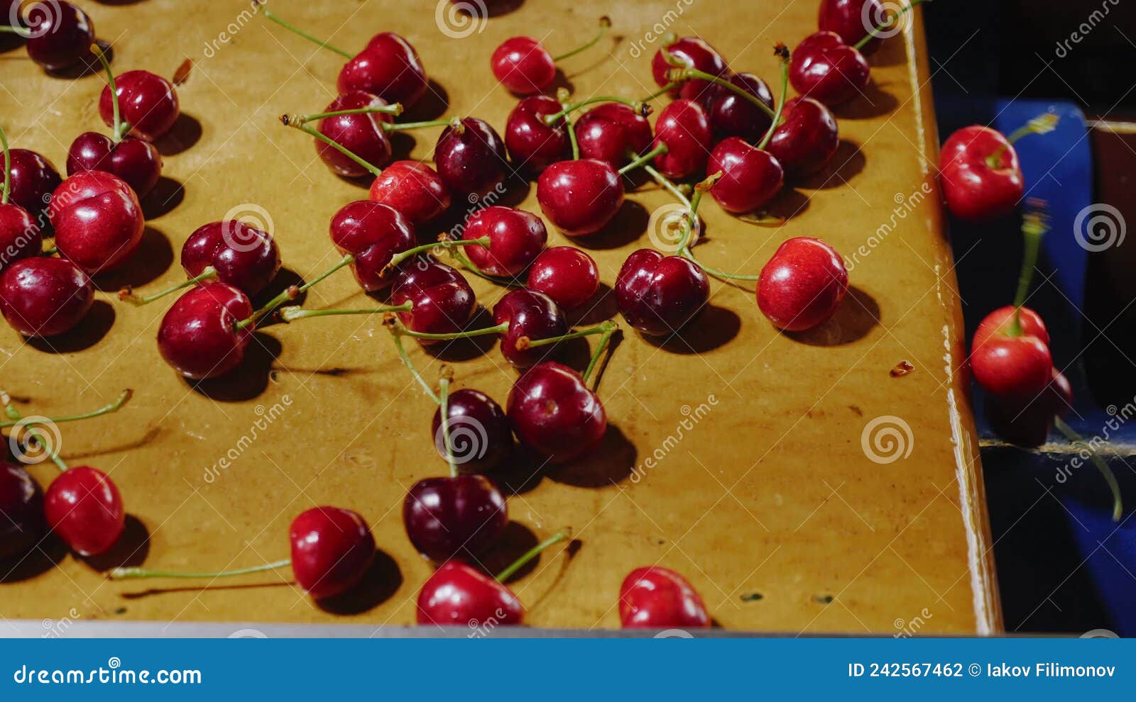 Fresh Ripe Red Cherry Sorting and Selecting in a Packing Warehouse ...