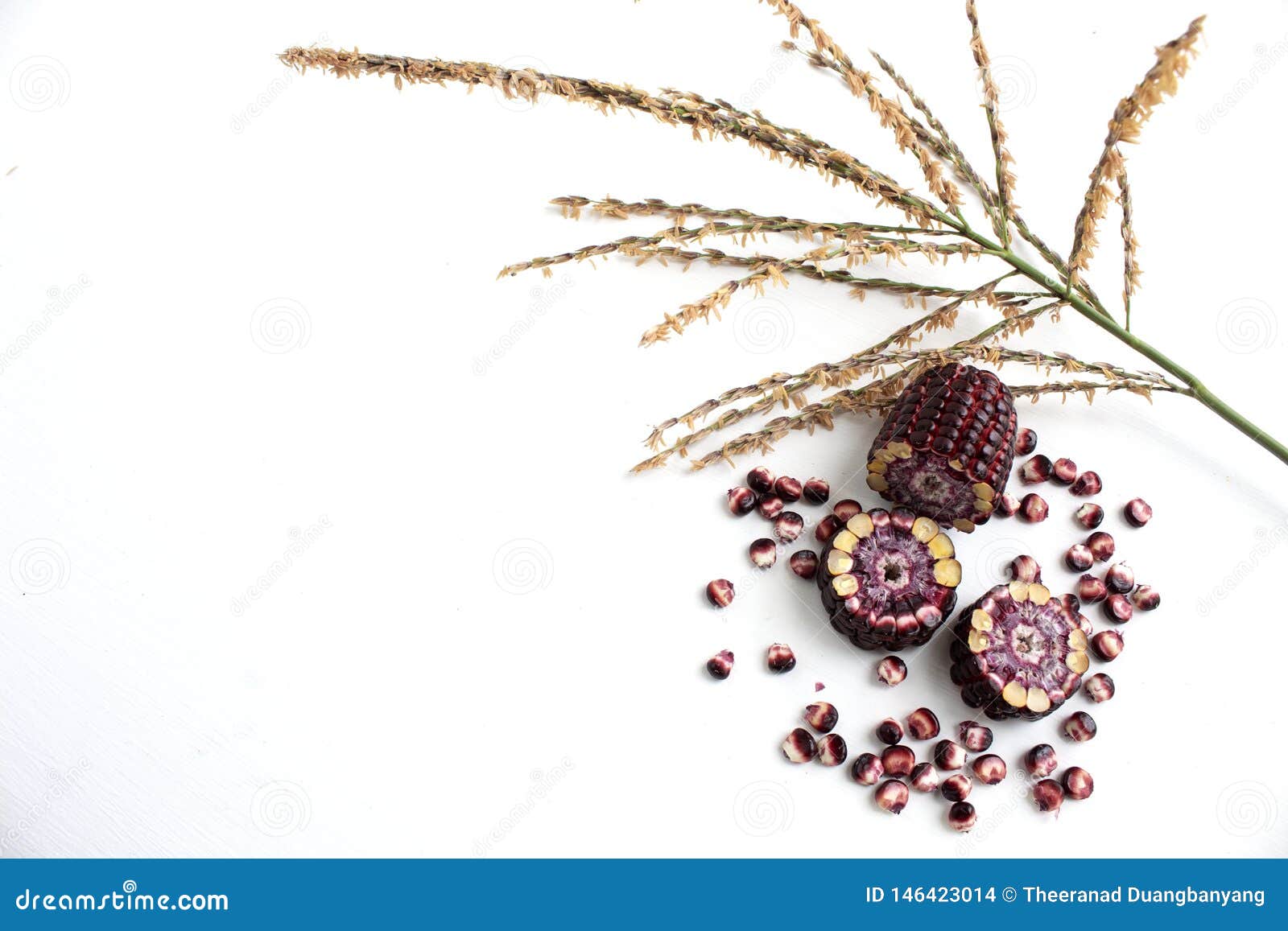 Red Sweet Corn Isolated White Background. Siam Ruby Queen Corn Stock ...