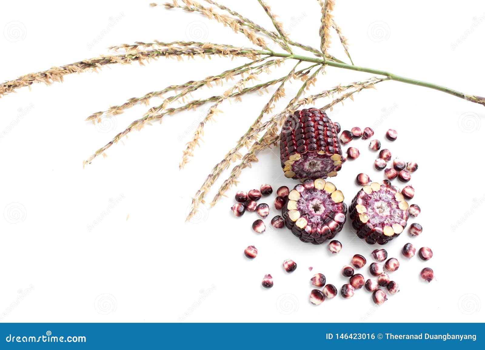 Red Sweet Corn Isolated White Background. Siam Ruby Queen Corn Stock ...