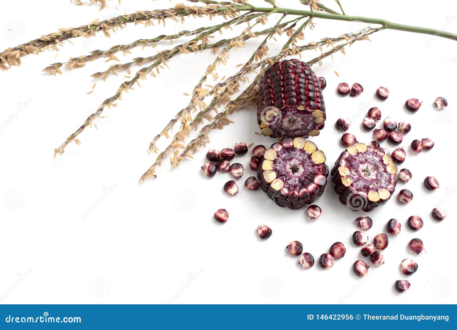 Red Sweet Corn Isolated on White Background, Siam Ruby Queen Corn Stock ...