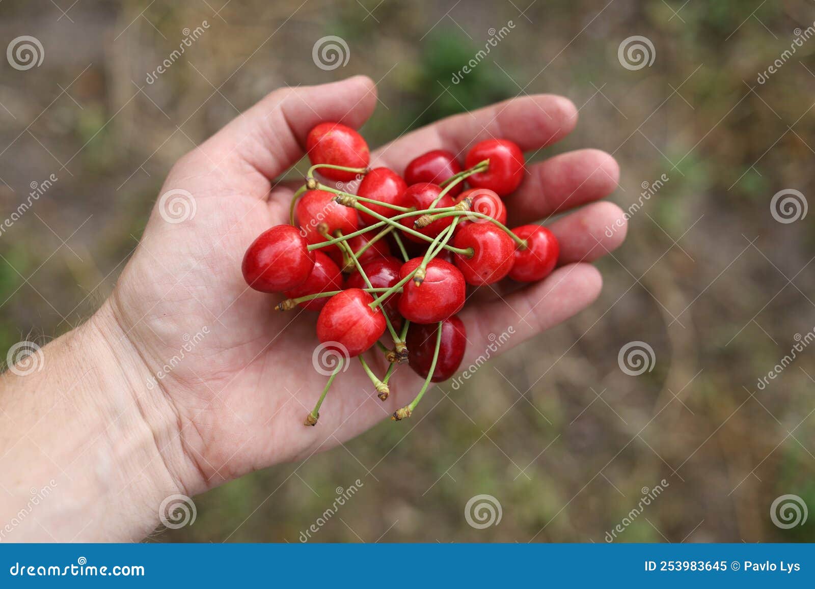 Red Sweet Merry. Merry Berry in Hand Stock Image - Image of leaf, drop ...