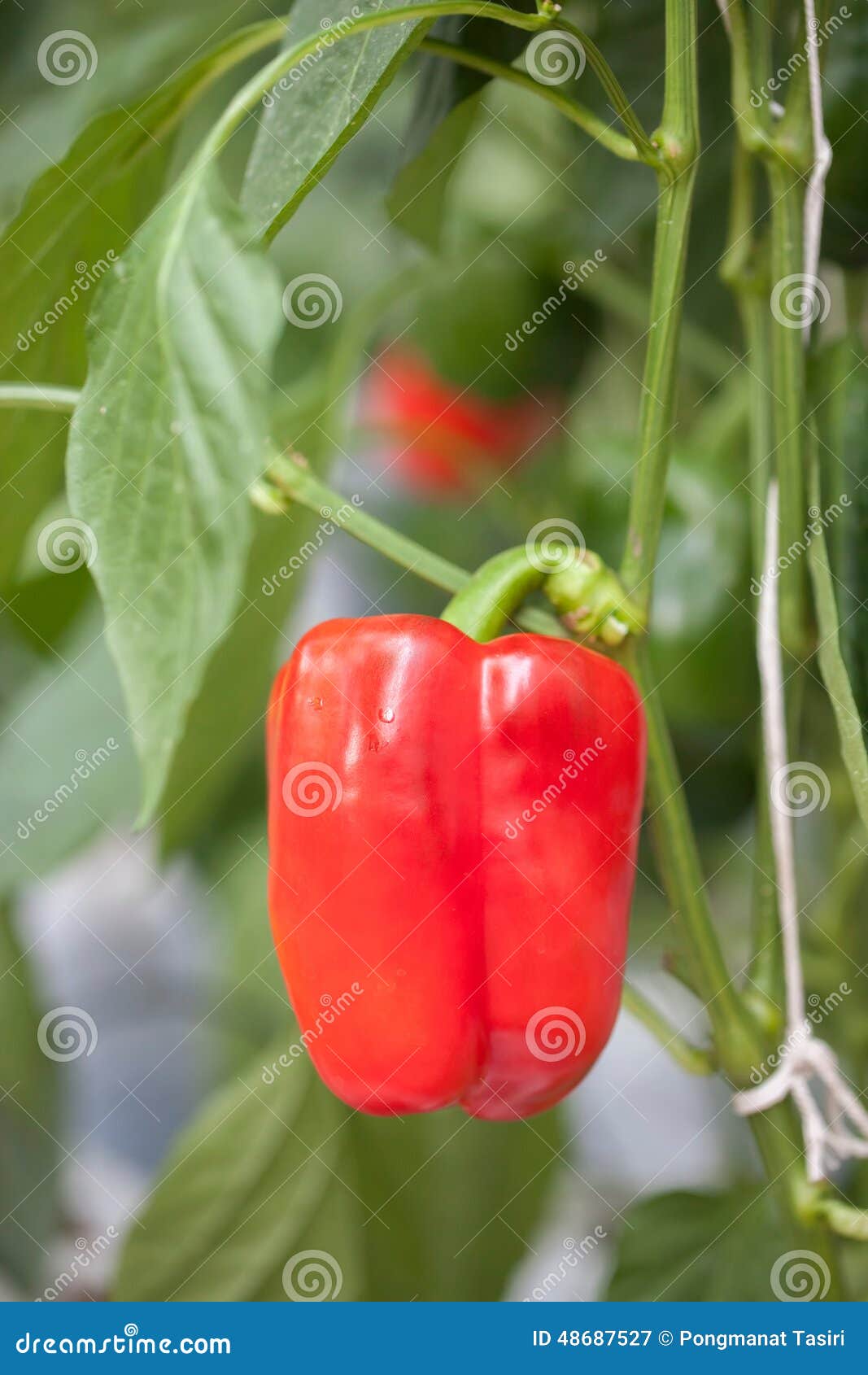 Red sweet pepper stock image. Image of perfect, healthy - 48687527