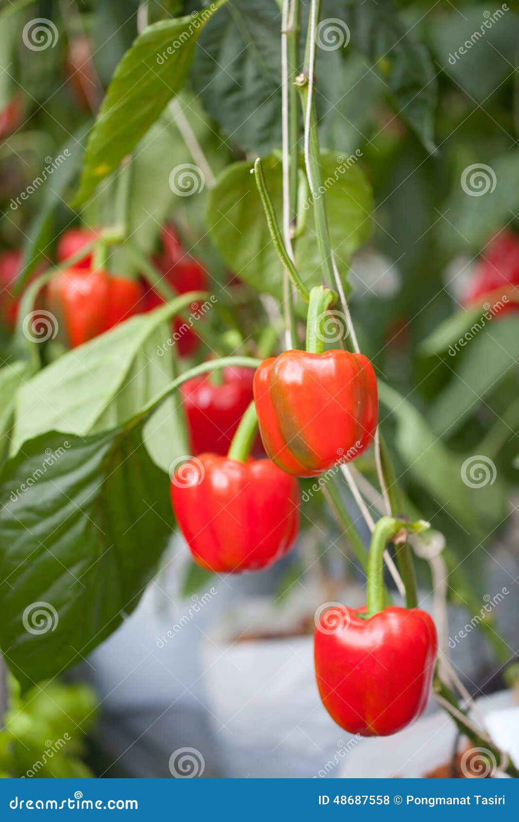 Red sweet pepper stock photo. Image of capsicum, green - 48687558
