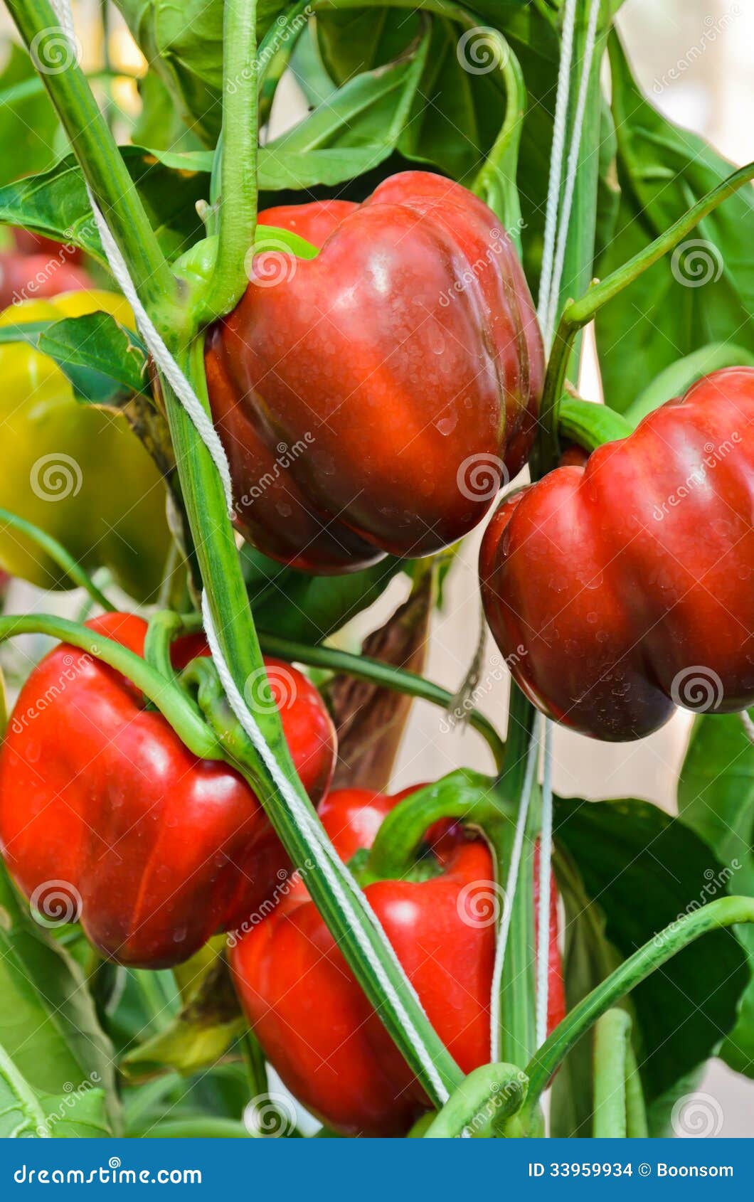 Red sweet pepper stock photo. Image of color, green, sweet - 33959934