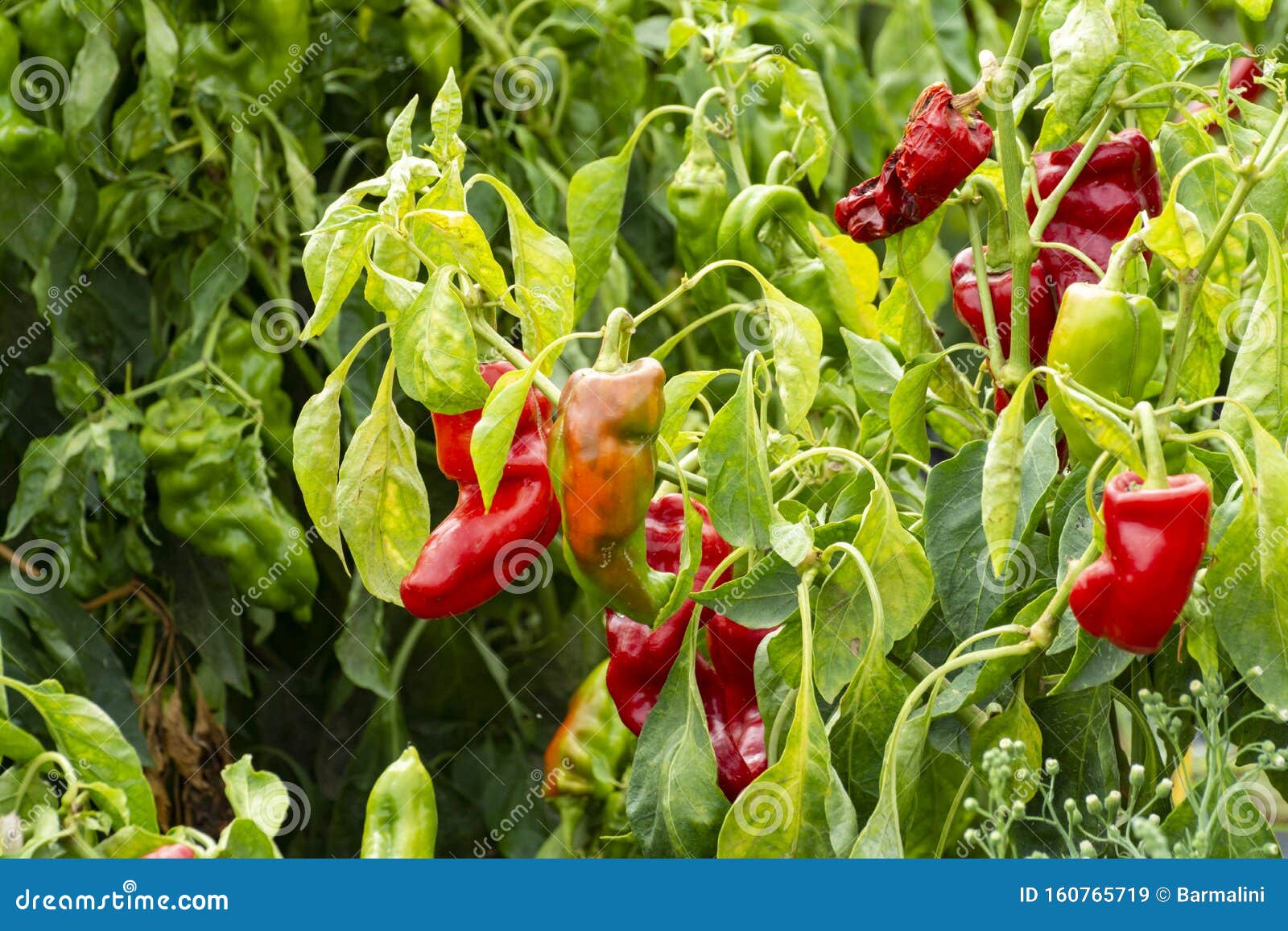 Red Sweet Turkish Paprika Vegetable Growing on Fields Stock Image ...